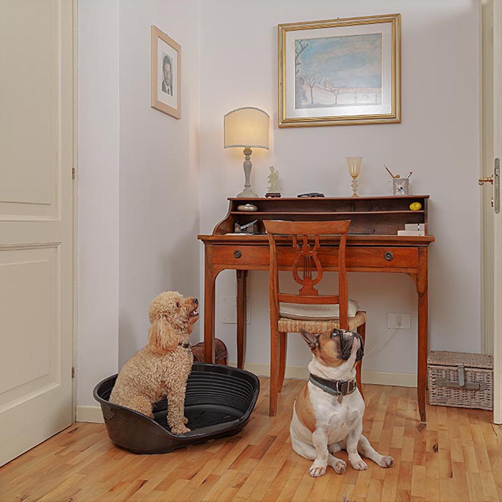 Plastrúm Siesta 6 Bleikt • Dýraríkið