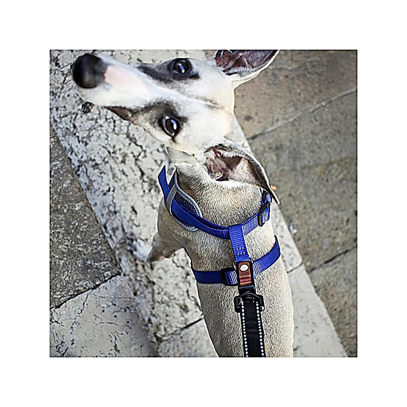 Nikita P Medium Beisli Blátt • Dýraríkið